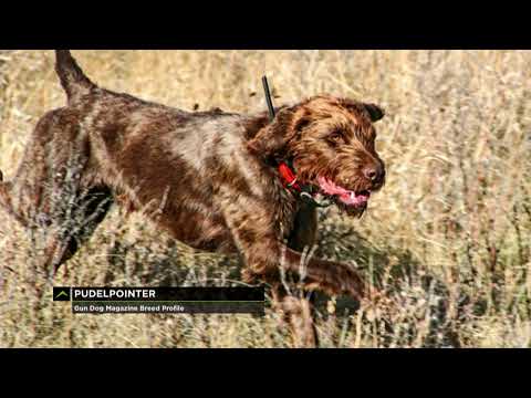 Gun Dog TV Breed Profiles