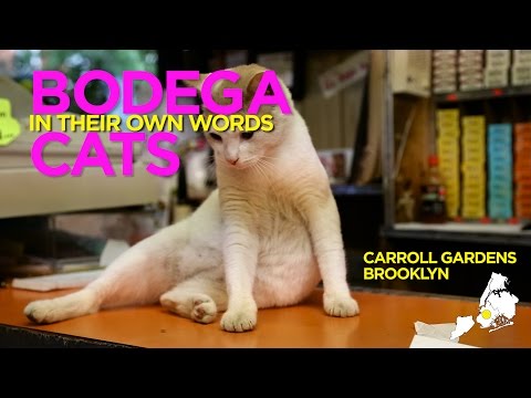 Bodega Cats In Their Own Words: Charlie of Carroll Gardens