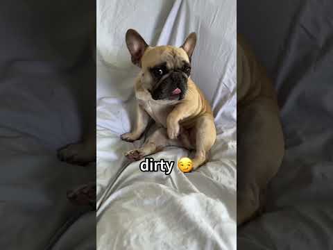 How I would describe my Dog!
