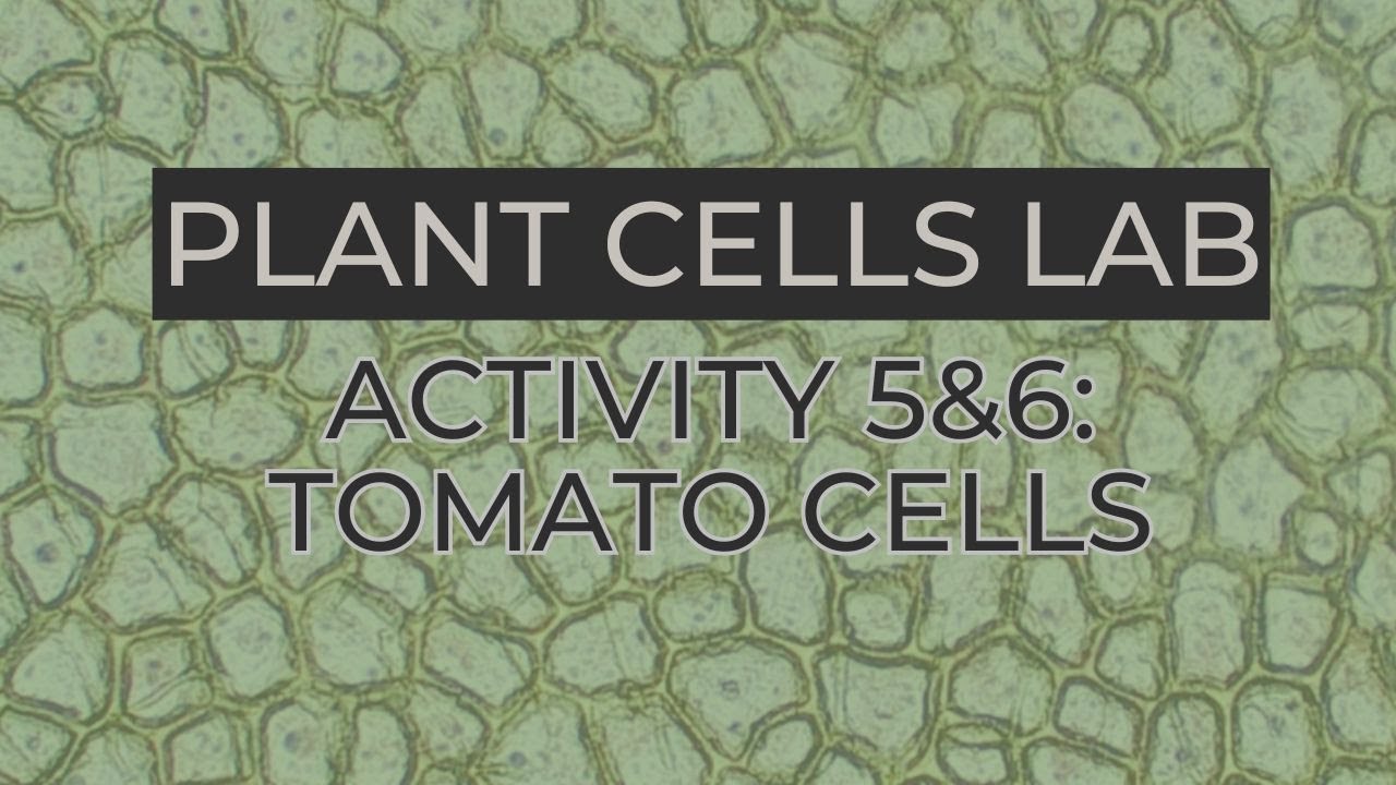 Plant Cells Lab: Tomato Cells