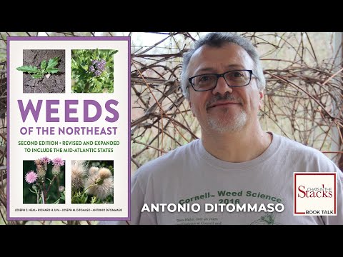 DiTommaso, Weeds