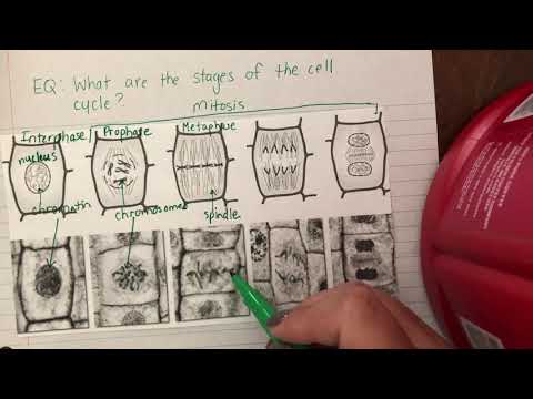 Stages of the Cell Cycle through Pictures