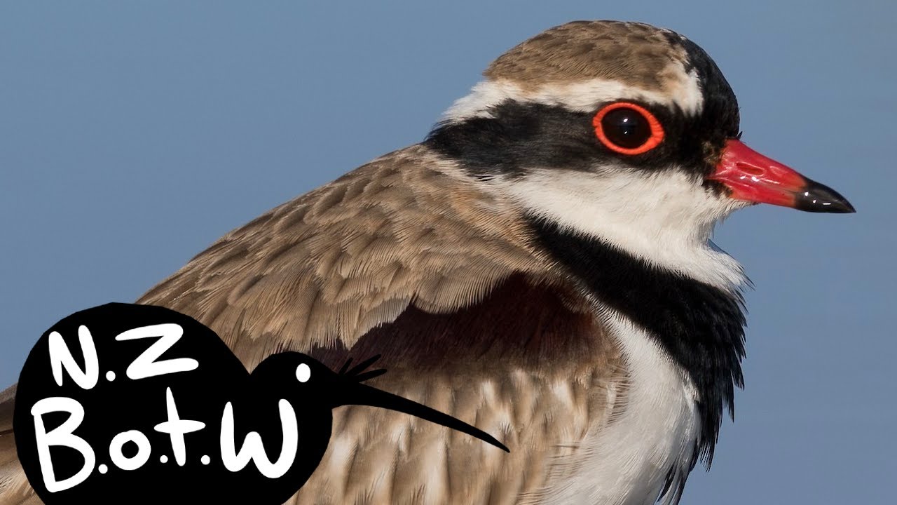 Black-fronted dotterel - New Zealand Bird of the Week