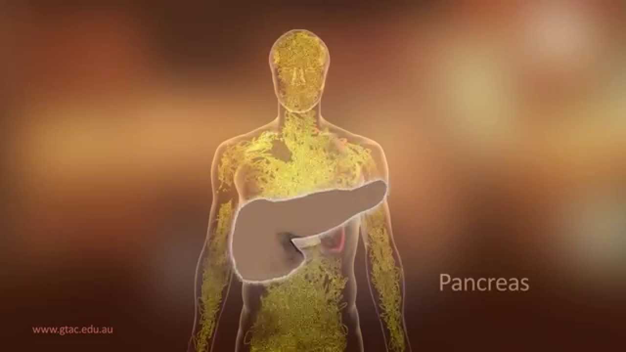 GTAC - Chemical Signalling: Insulin