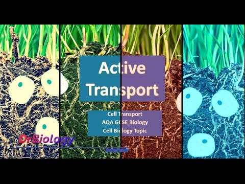 Active Transport - The FACTS GCSE Biology (9-1)