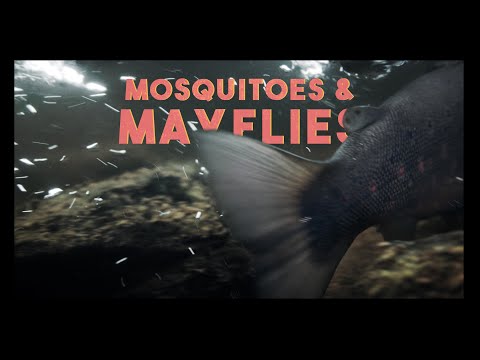 Mosquitoes & Mayflies | EP4 | In A Cloud Of Caddis