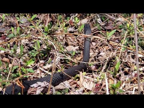 1st Big Snake of the Year!!! Northern Black Racer thats all....