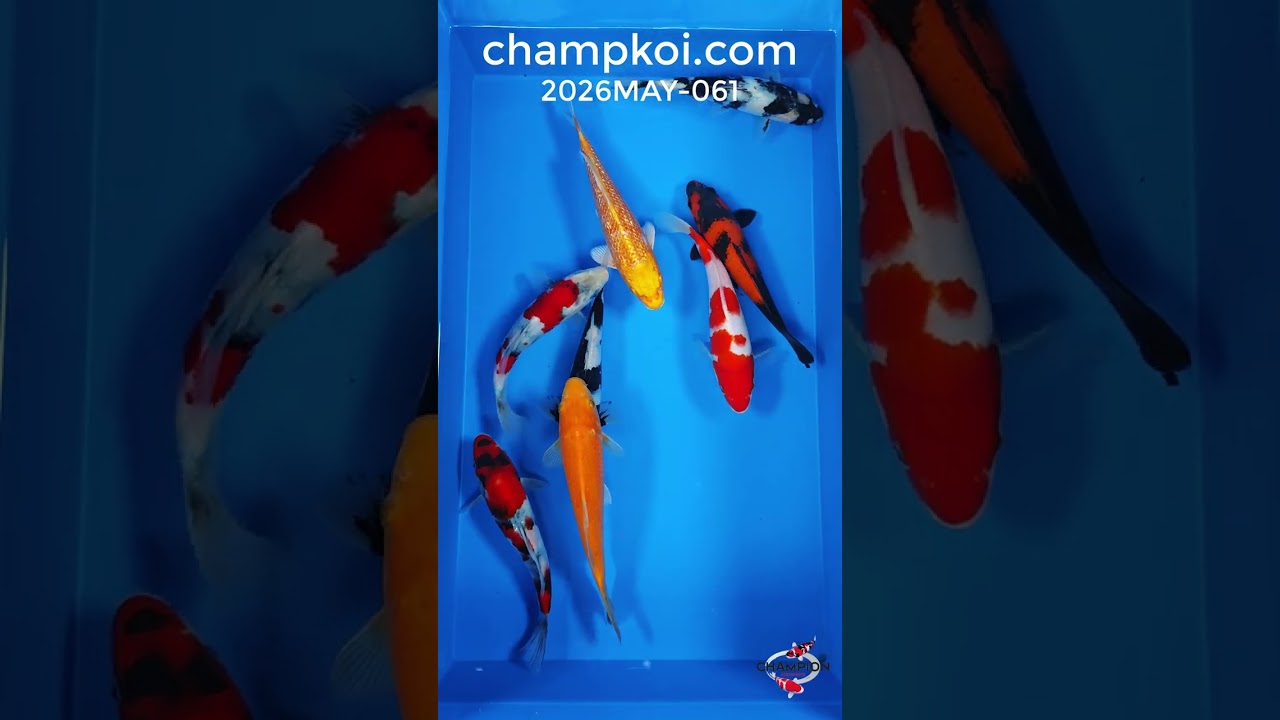 2026MAY-061: 19-21cm Ogata Showa | ChampKoi - Champion Nishikigoi