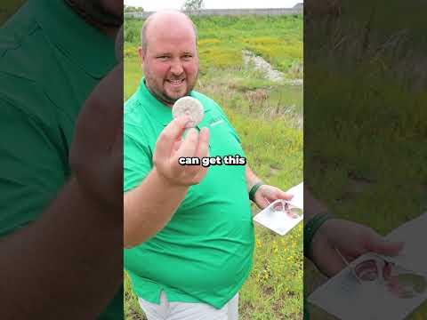 How to Control Mosquitos in your - Mosquito Dunks