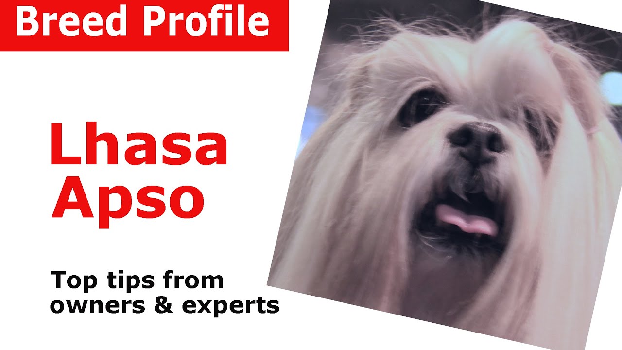 Lhasa Apso Dog Breed Guide
