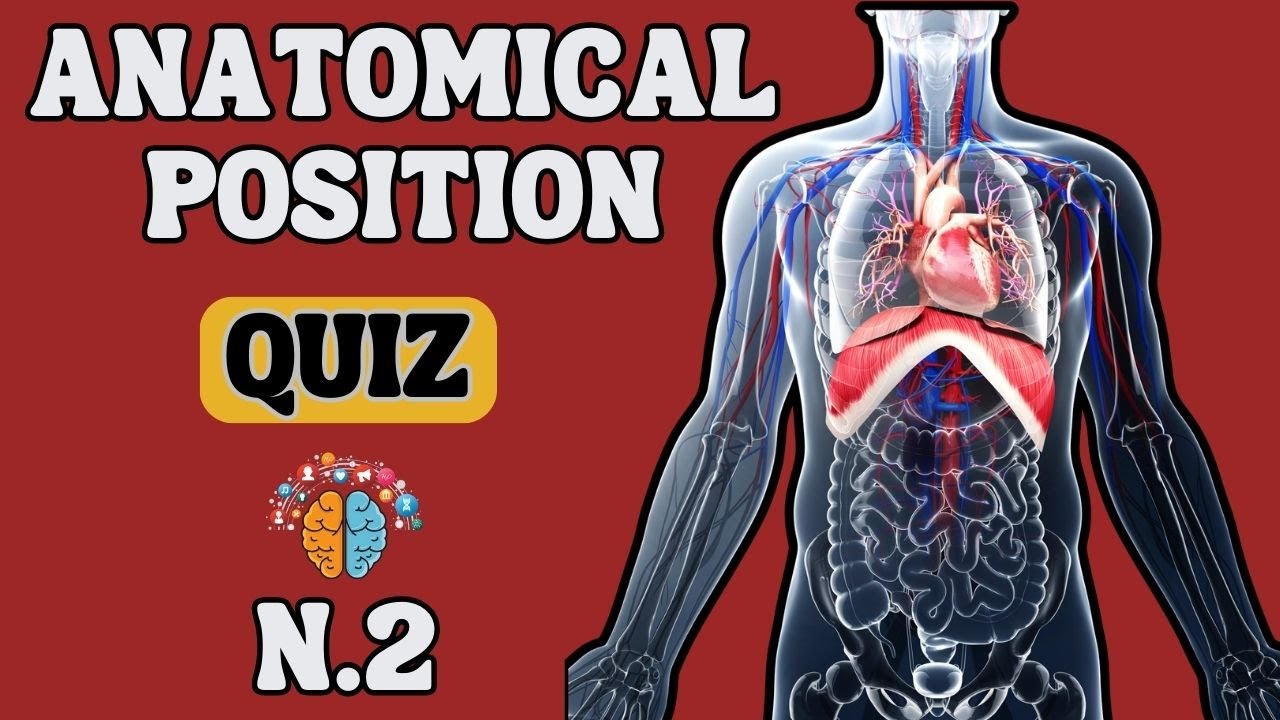 Master Anatomical Position and Directional Terms in Minutes! Quiz 2