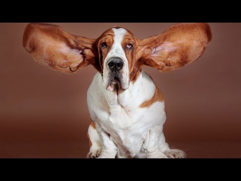 What is the Basset Hound's Typical Sleeping Pattern?