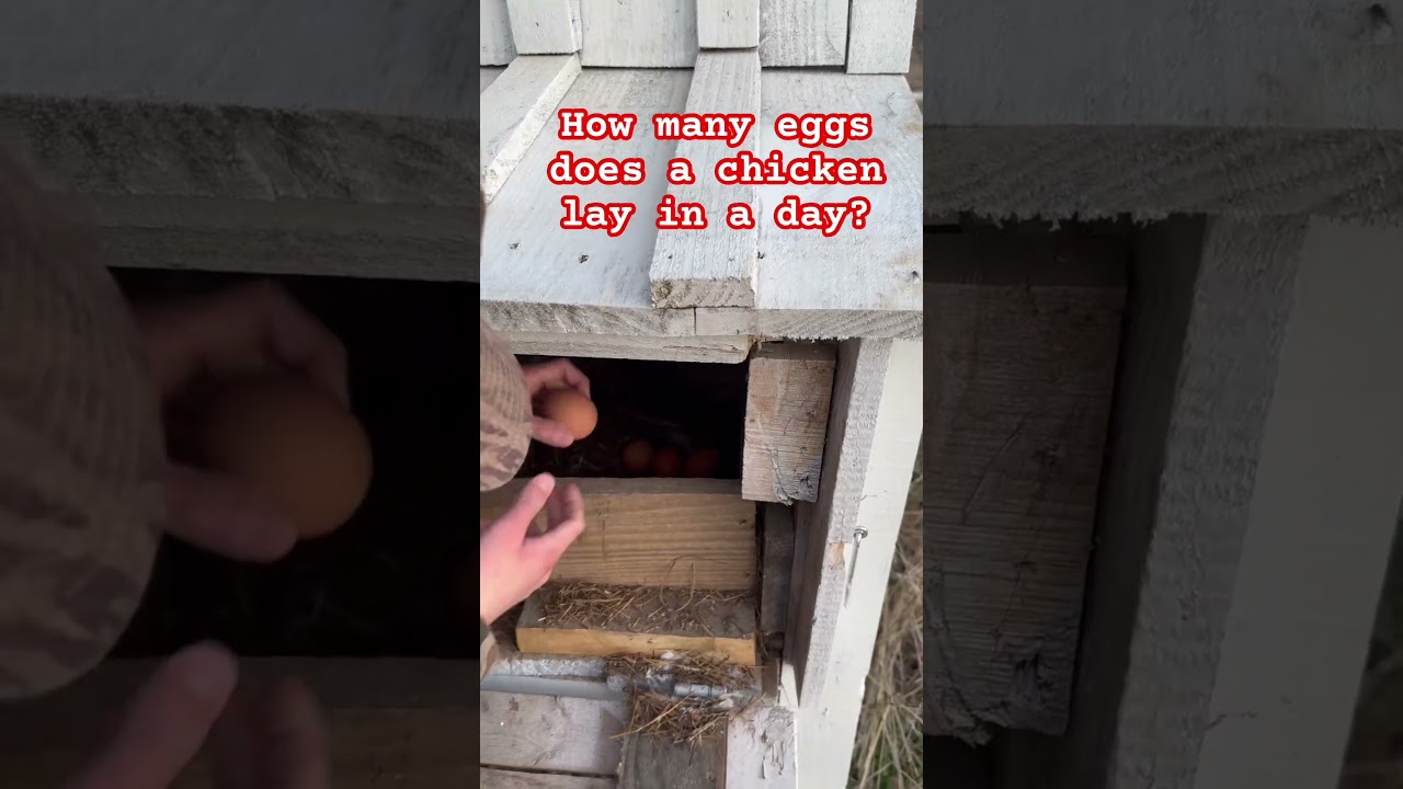 How many eggs does a chicken lay in a day? #homestead #chickens #fresheggs