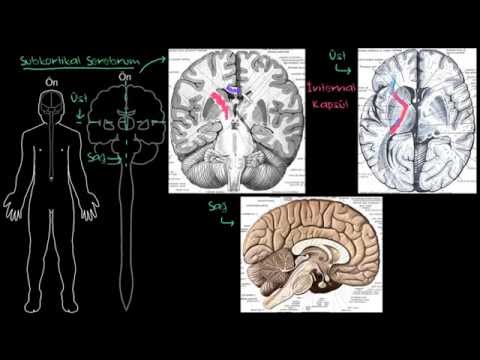 Subkortikal Serebrum (Video) | Khan Academy