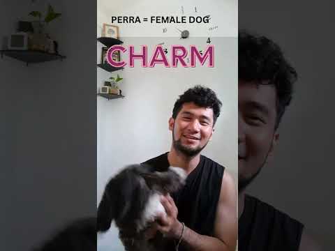 How to say DOG in Spanish?#dogs #spanish #spanishclassesonline #basicspanish #Bilingual