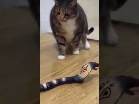 Cute Cat Hitting a Snake