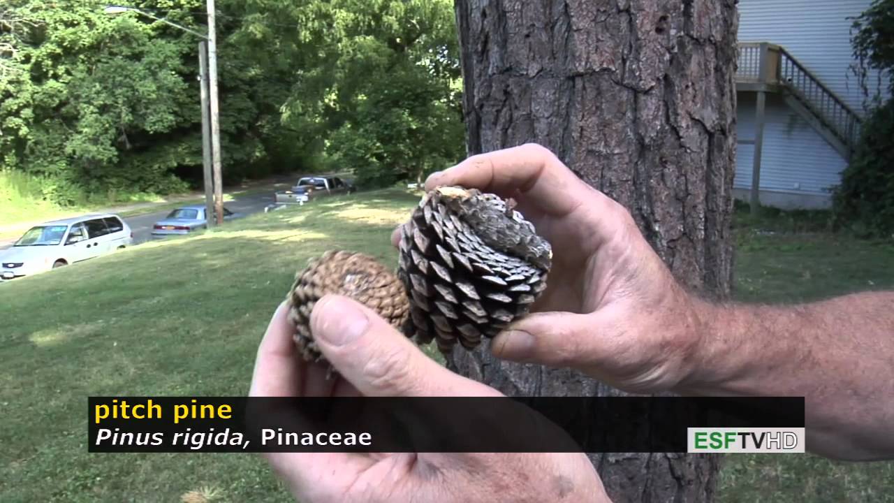 Trees with Don Leopold - pitch pine