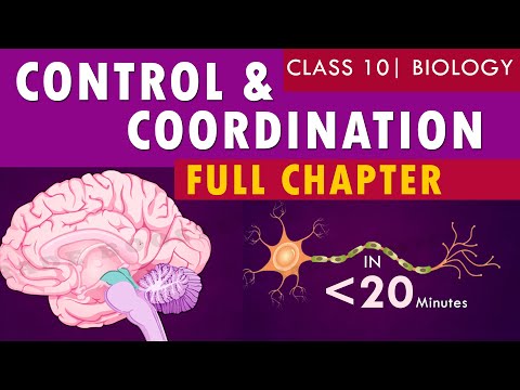 #controlandcoordination full chapter | cbse Class 10th Biology | NCERT class 10 science chapter 7