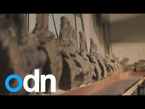 New "supermassive" dinosaur species discovered