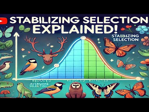 Types of Natural Selection | Stabilizing Selection