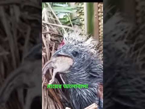 মায়ের ভালোবাসা বন্ধু একবার দেখুন,, #antv1 #virarvideo