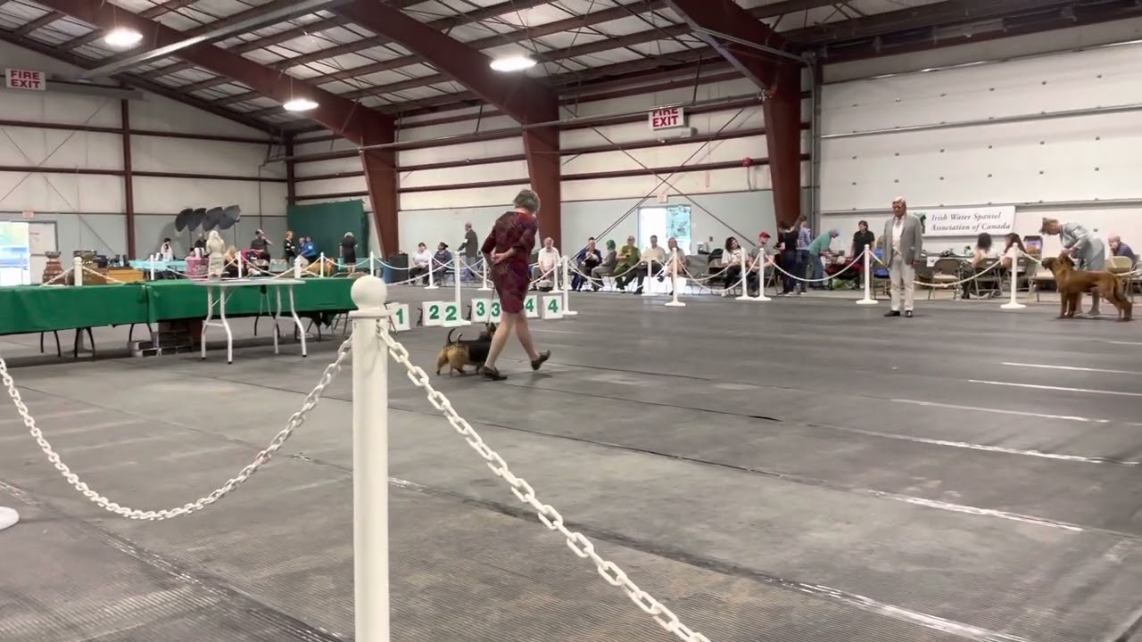 Tidewalker Australian terriers in BIS Brace