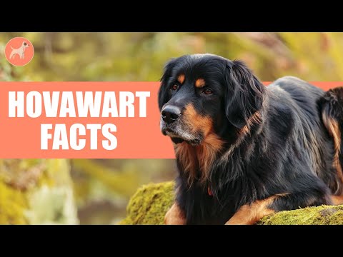 Hovawart: 10 Facts About This Old German Dog Breed