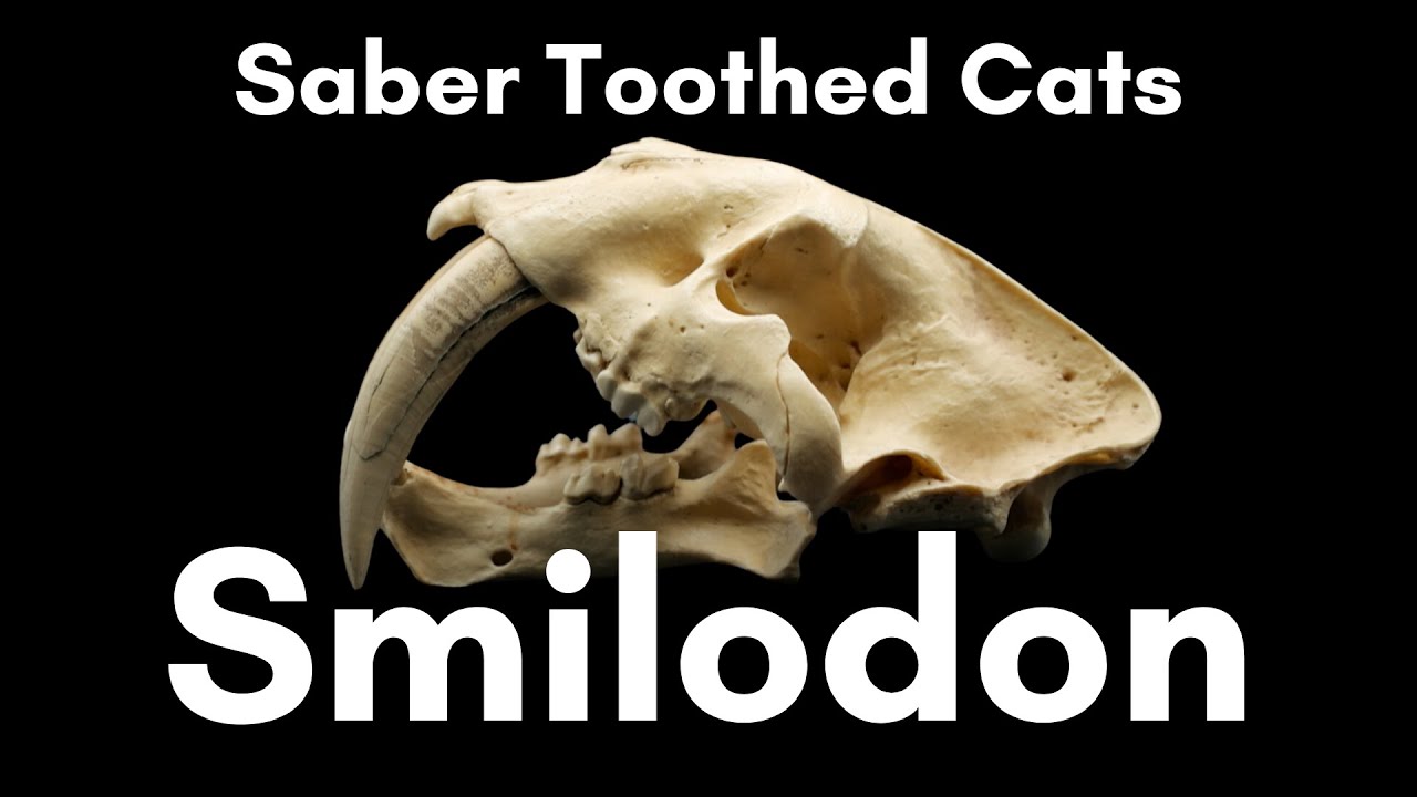The Smilodon - Saber Tooth Cats