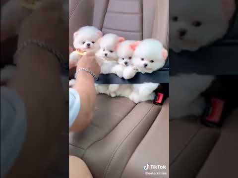 anjing lucu