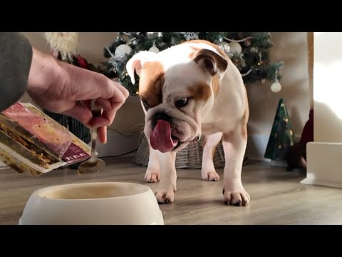 Is Years the best nutritional dog food for your dog?