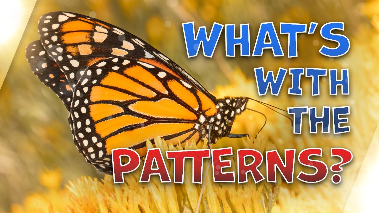 Masterpieces in Flight: The Science Behind Butterfly Wings
