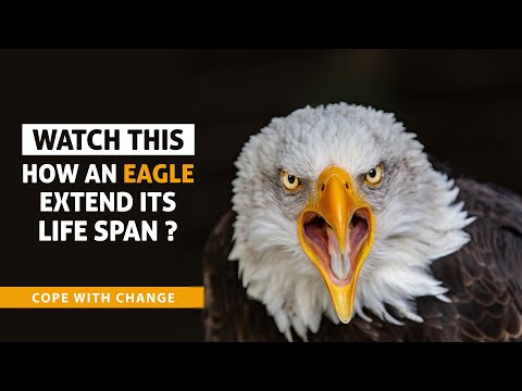 How an Eagle Extend its Life Span | MindSpire