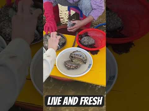 live abalone and other shellfish for sale #fish #shellfish #live #fresh #big #abalone