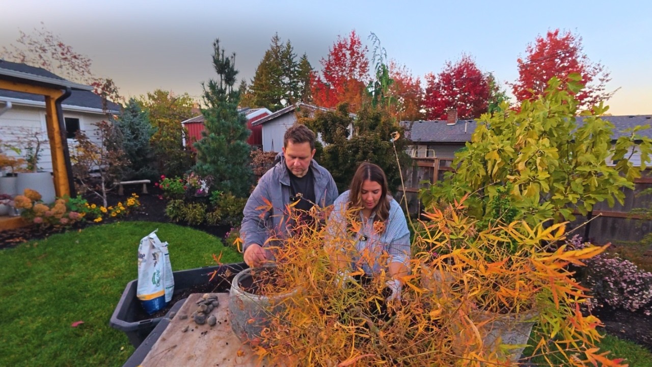We're Starting a Japanese Maple Collection! Potting Rare Beauties For Our Future Garden 🪴🌿💚
