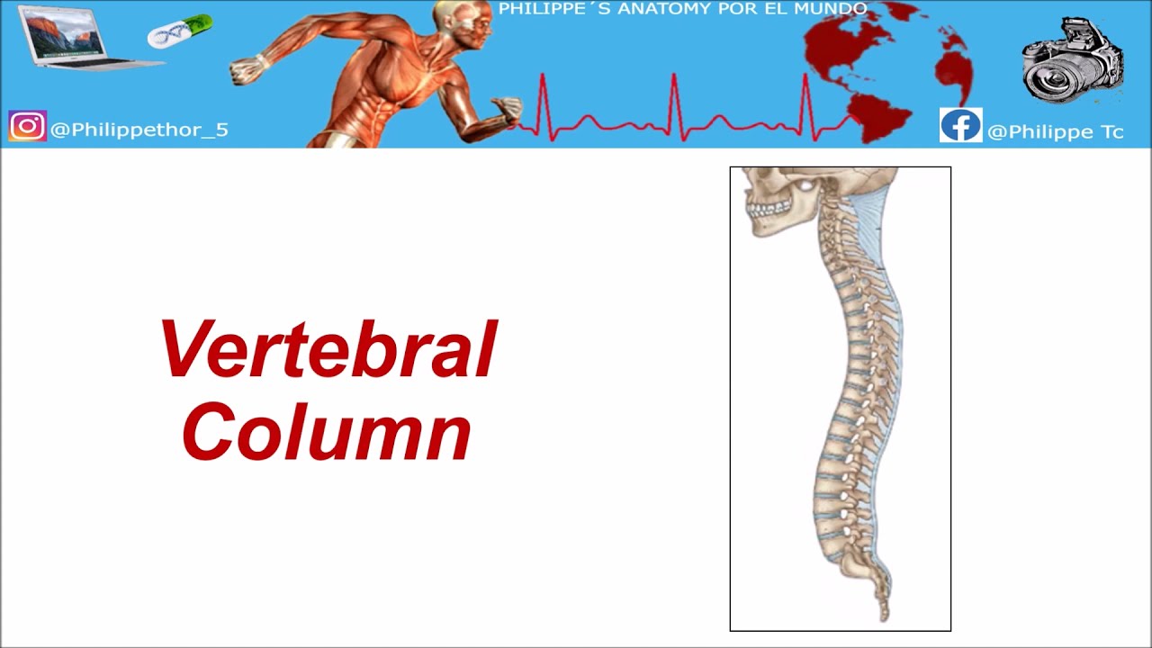 Vocabulario en Ingles para Anatomía.