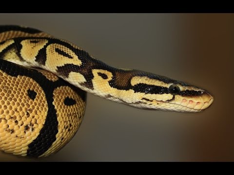 Pet snake name ideas