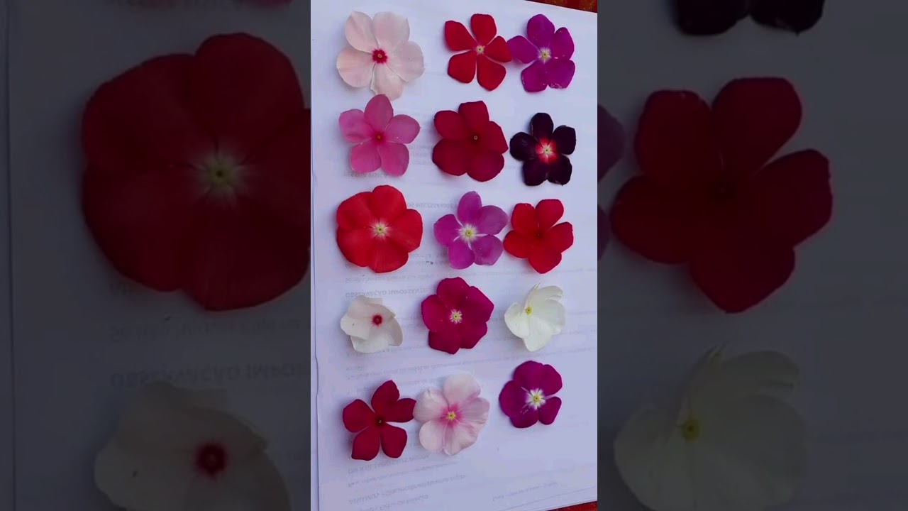 Different colors of vinca flowers | Periwinkle flower colors #gardening  #garden #plantcare #vinca
