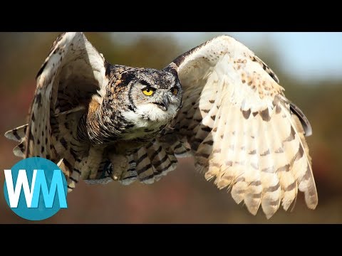 Top 10 Night Vision Animals