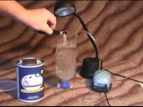 Tutorial: Brine Shrimp Hatchery