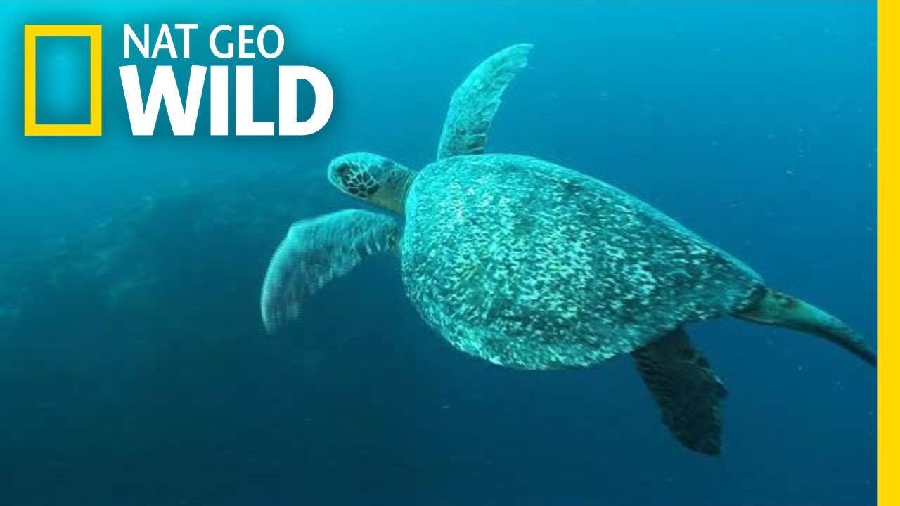 World Turtle Day: A Day Worth Shellabrating | Nat Geo Wild