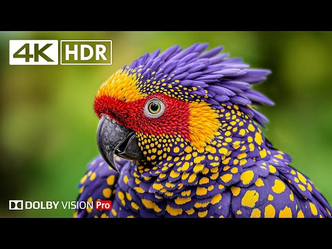 Amazing Planet Earth 4K 60FPS HDR Video - Dolby Vision