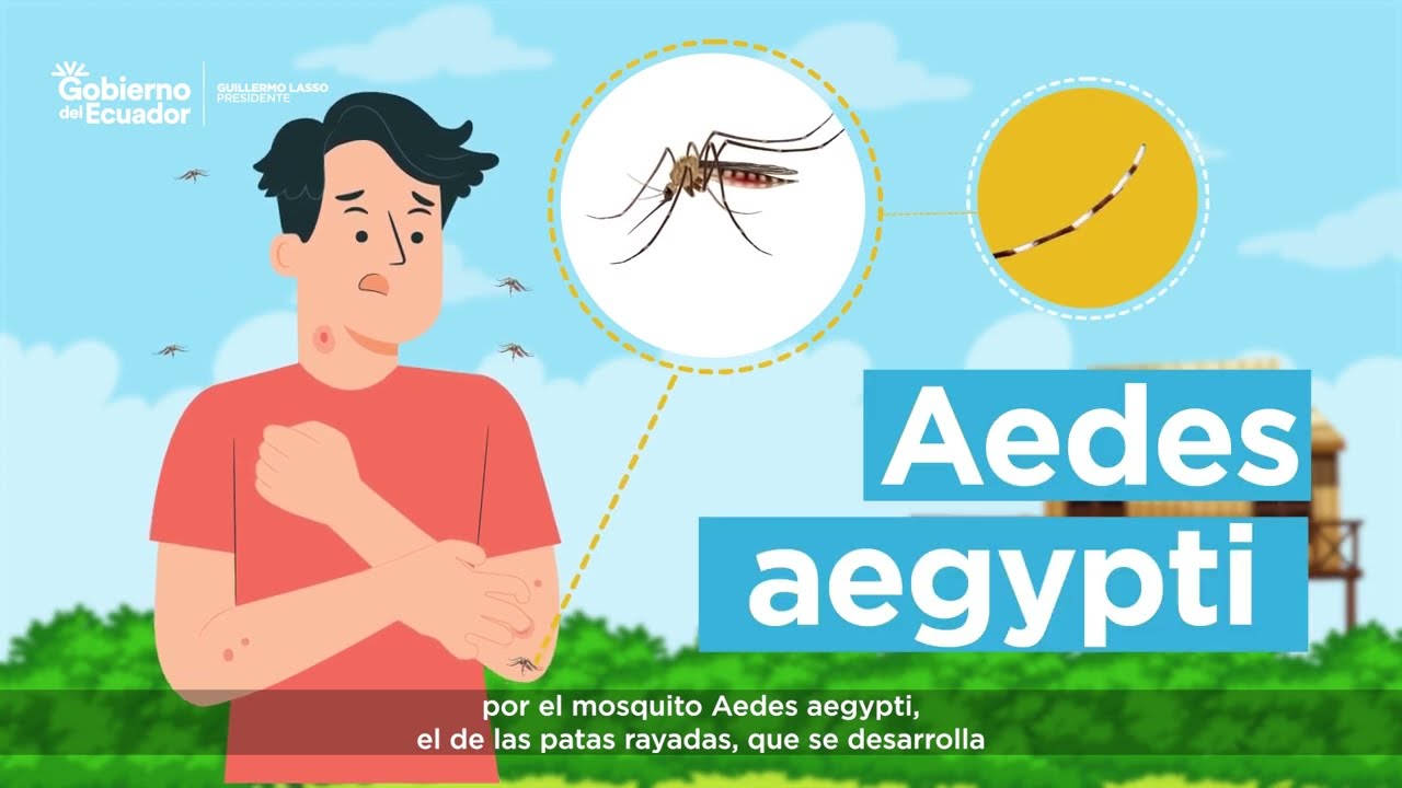 Todos contra el dengue