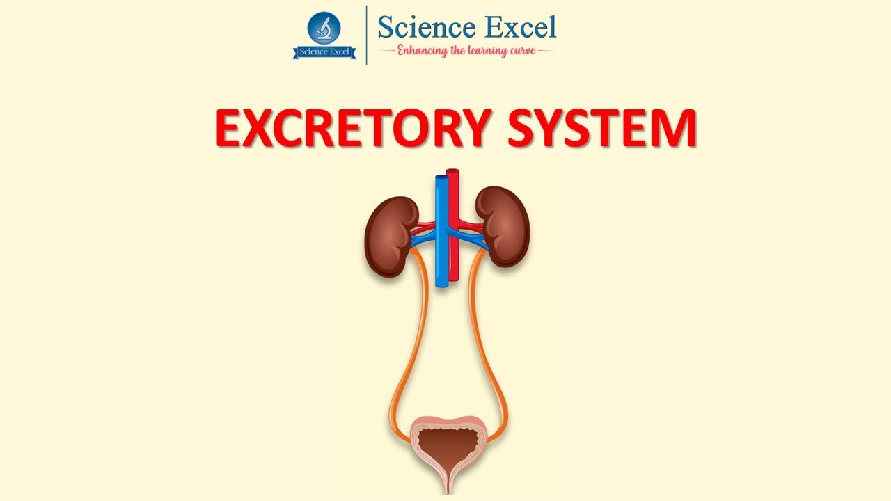 Excretory System (Kidneys) | Science Excel