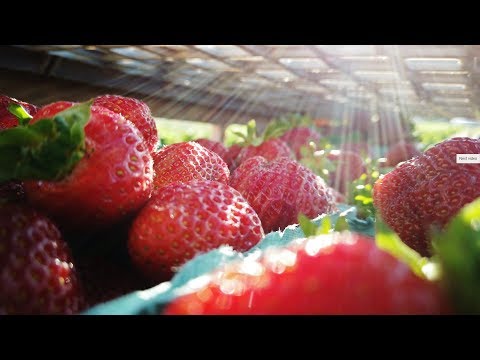 Amish Picking Home-Grown Strawberries at Kissel Hill Fruit Farm
