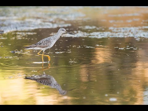 Audio Described Version: Why Monitor Desert Springs?