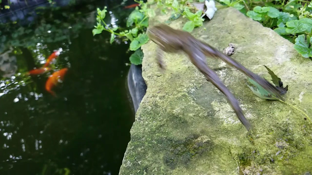 Frog jump into pond slow motion 2