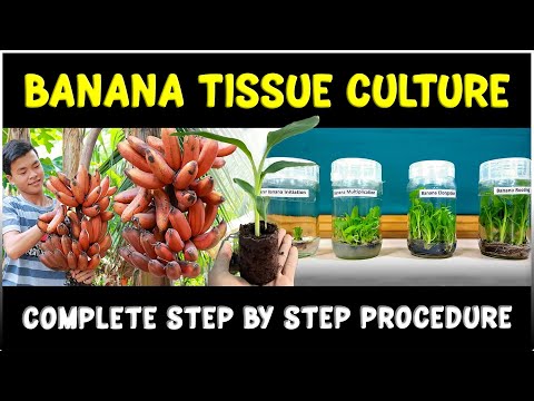 Banana Plant Tissue Culture: Complete Procedure