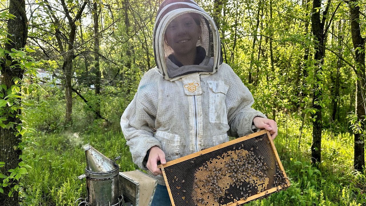 Pulling Splits With A Queen Excluder...No More Chaos! 🐝