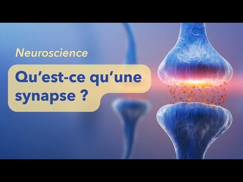 NEURONES #2 : Comment les synapses transmettent les messages ?