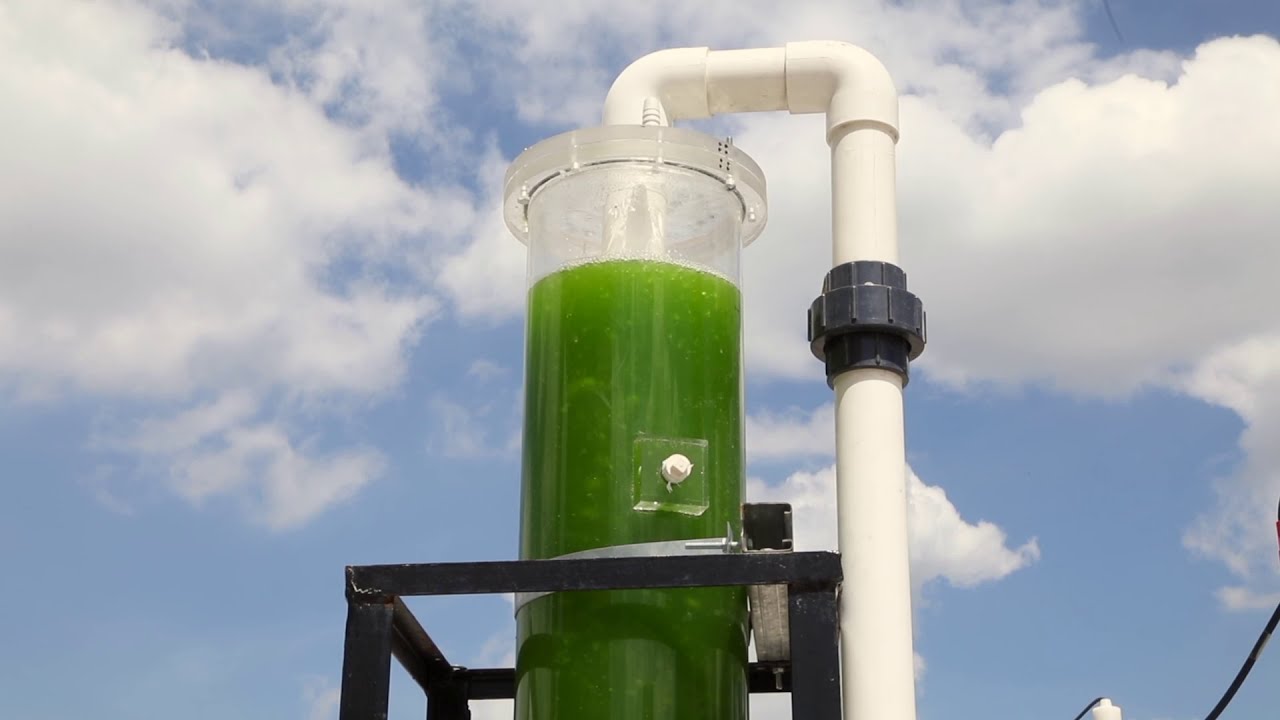 Universidad Autónoma Metropolitana (UAM) : Rankings, Fees & Courses ...